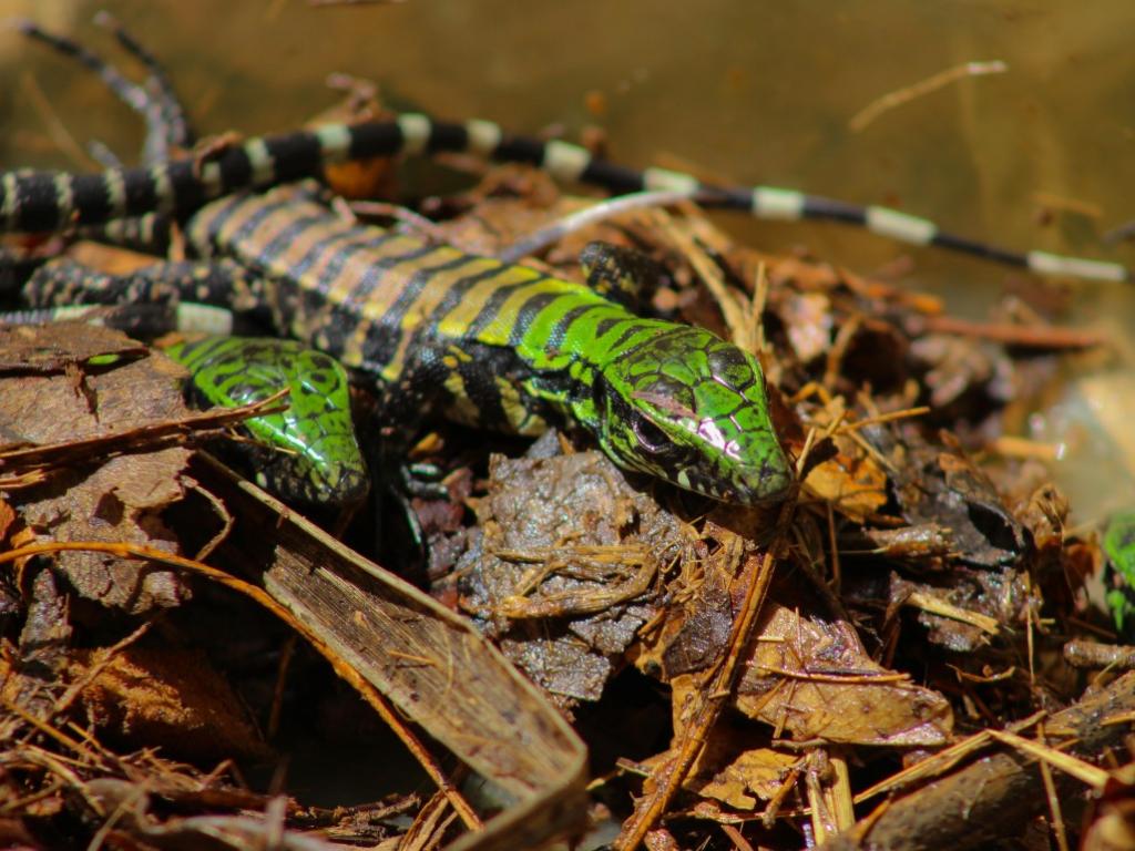 Cebus reintegra animais silvestres à natureza | Portal Diário do Aço