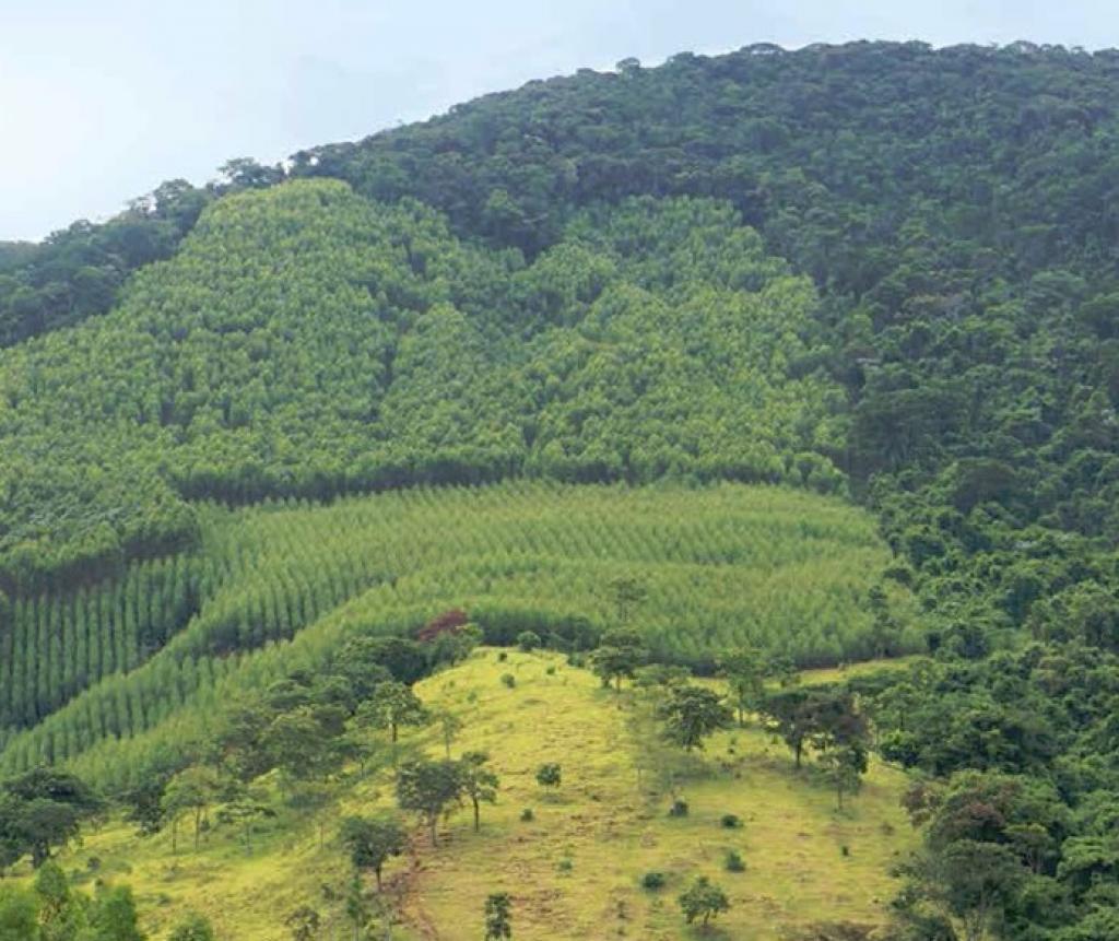 Cenibra abre inscrição para o programa Fomento Florestal | Portal ...