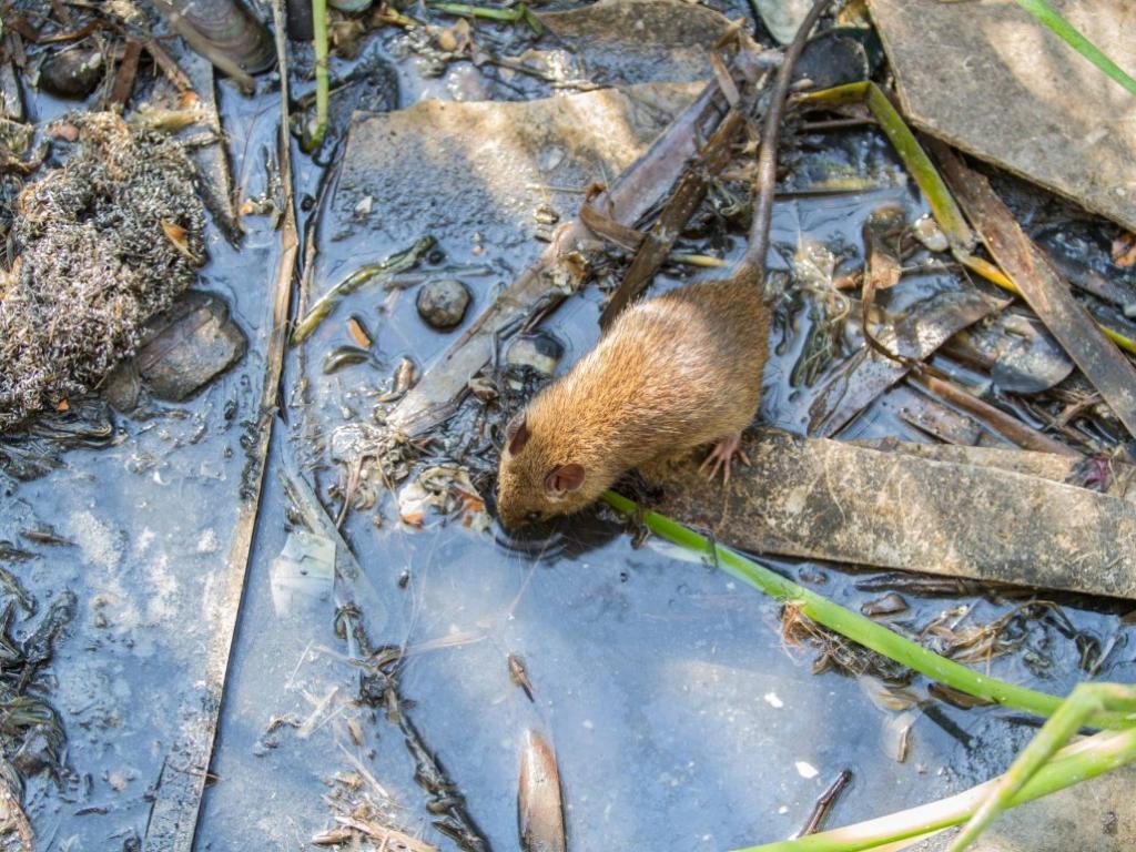 Contato com a água da chuva requer cuidados, aponta Secretaria de Saúde ...