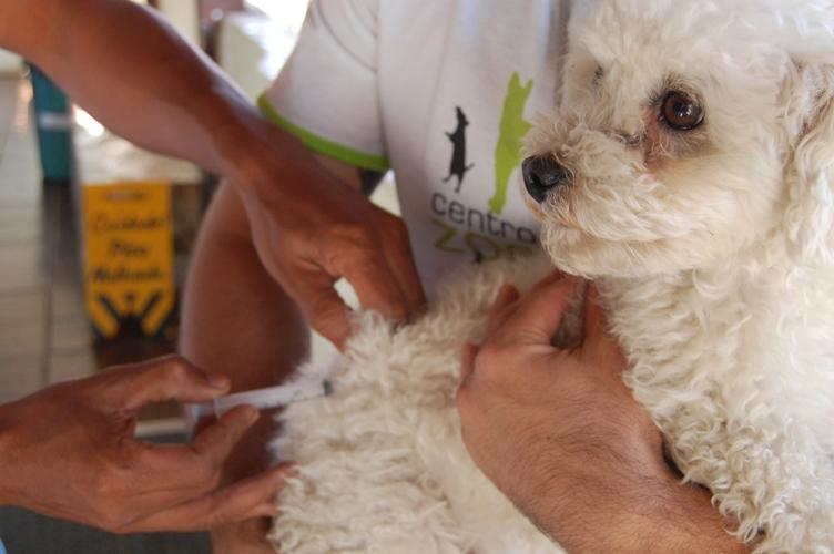 Vacinação anti-rábica em Timóteo | Portal Diário do Aço